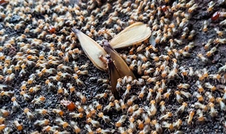 What are the signs of a pest infestation? | Arcadian Pest Solutions